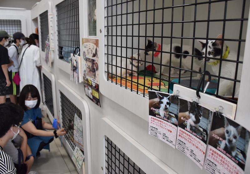 Veterinary forensic specialist works to identify animal abuse cases in ...