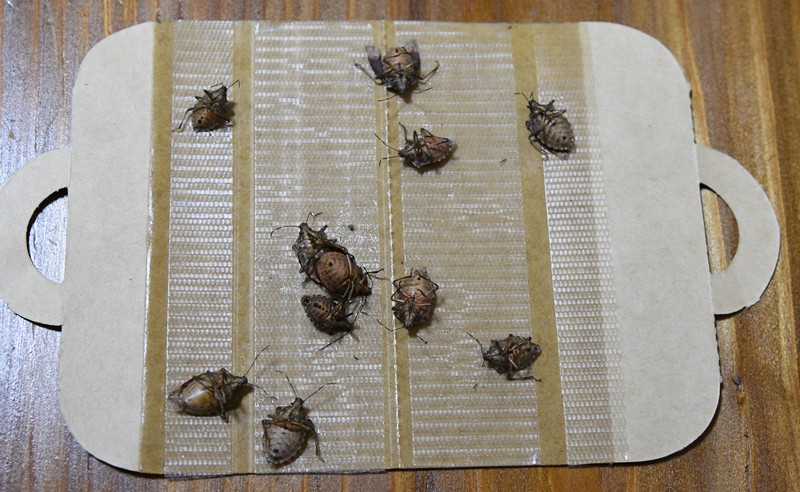 Stuck on you: West Japan man invents stink bug trap out of love for ...