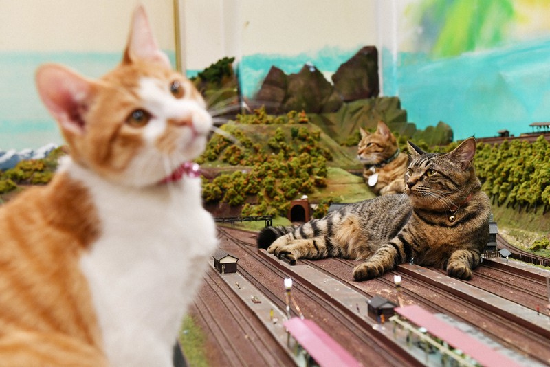 In Photos: Cats and model railway at Osaka diner create monster movie ...