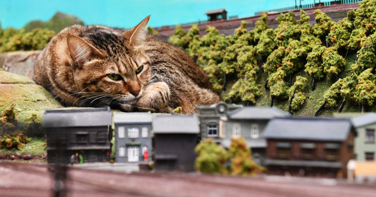 In Photos: Cats and model railway at Osaka diner create monster movie ...