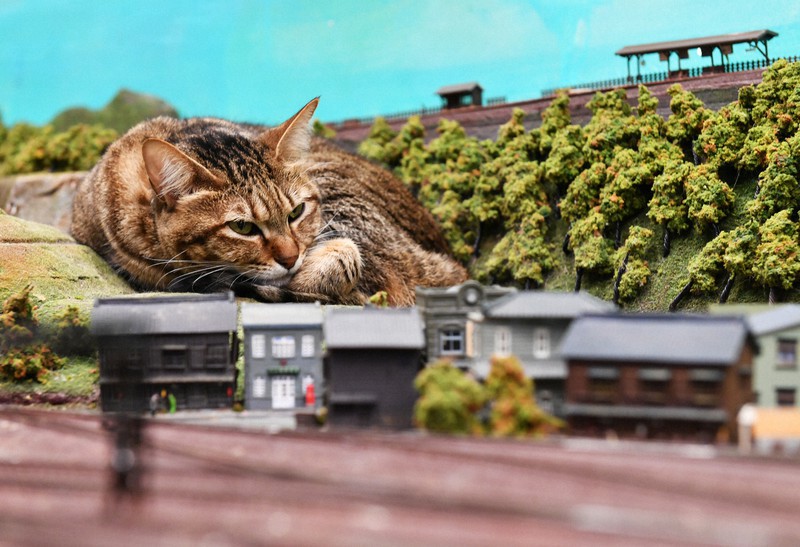In Photos: Cats and model railway at Osaka diner create monster movie ...