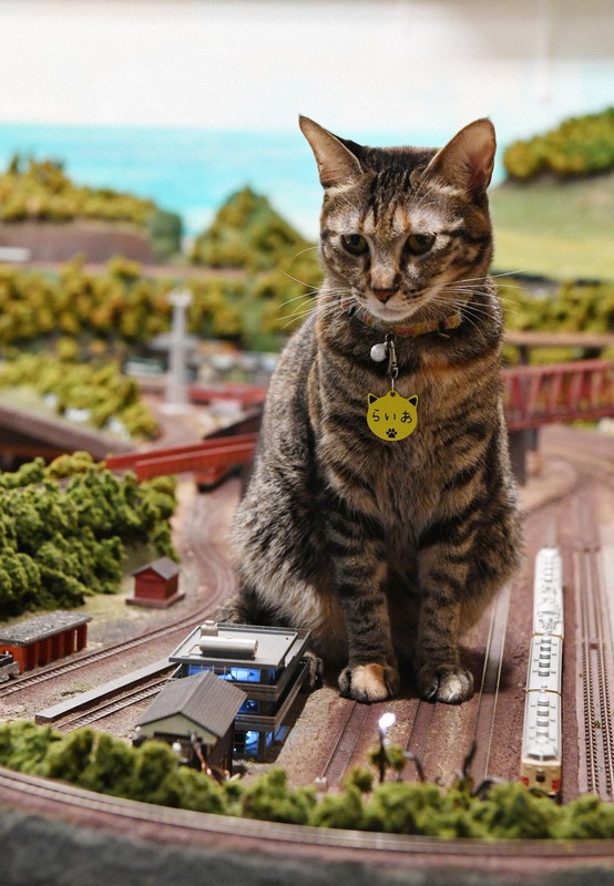 In Photos: Cats and model railway at Osaka diner create monster movie ...