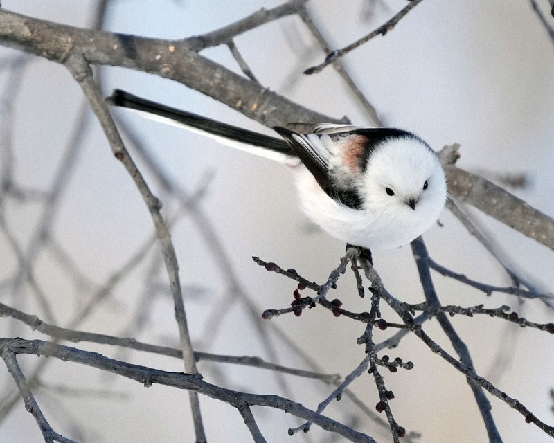 In Photos: Japan's adorable 'shimaenaga' long-tailed tits soar in ...
