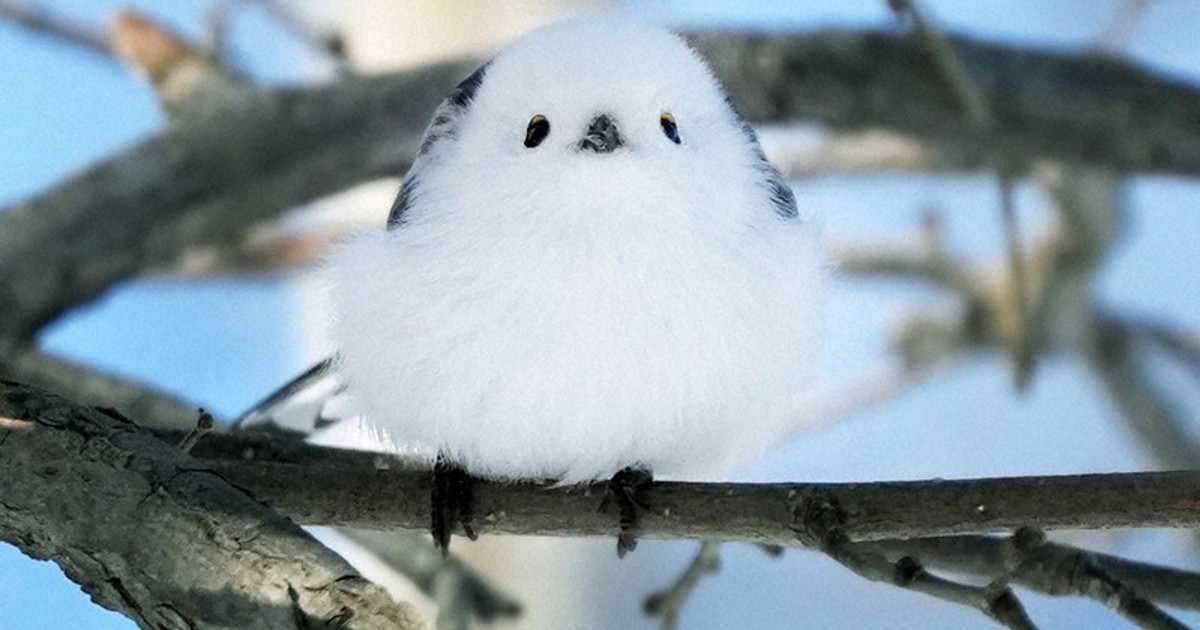 In Photos: Japan's adorable 'shimaenaga' long-tailed tits soar in ...