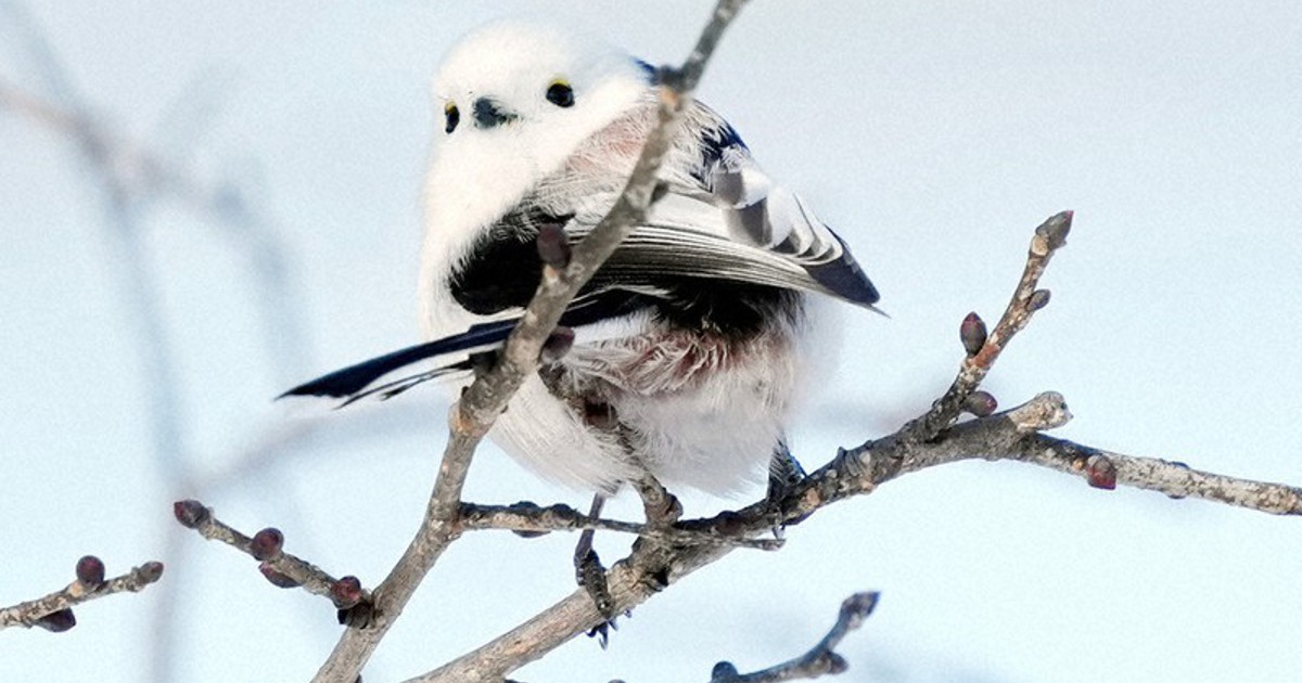In Photos: Japan's adorable 'shimaenaga' long-tailed tits soar in ...