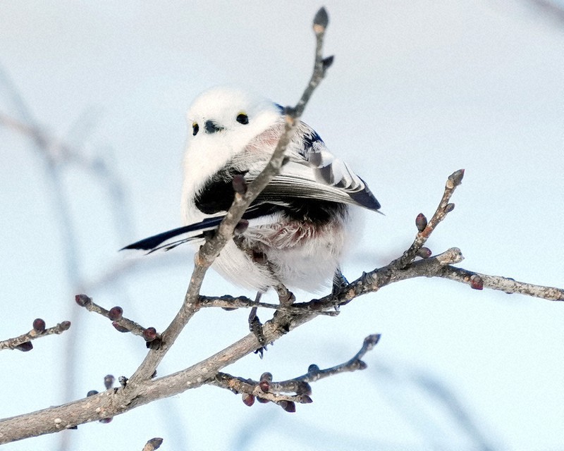 In Photos: Japan's adorable 'shimaenaga' long-tailed tits soar in ...