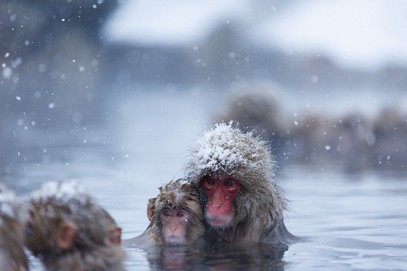 Wild monkeys enjoy heavenly 'hell valley' hot spring in snowy Nagano ...