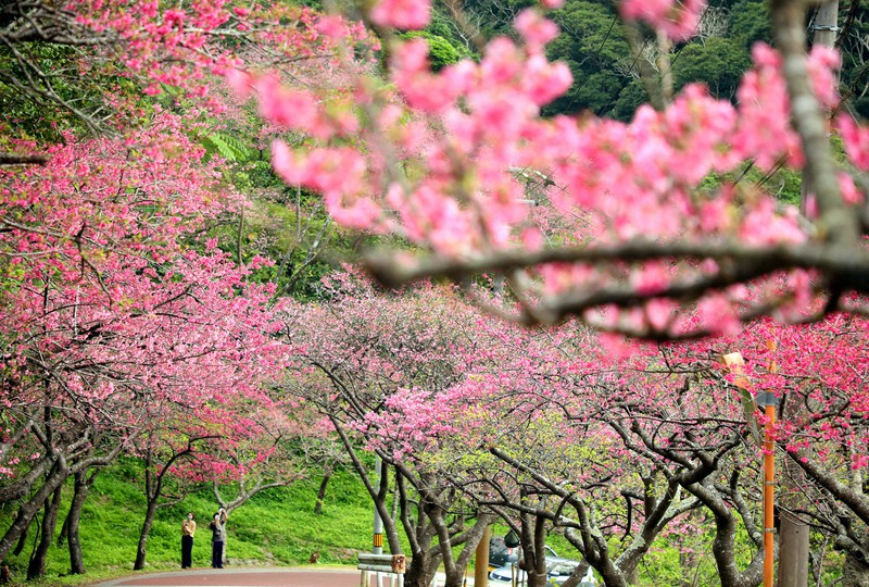 Springing to life: Earliest cherry blossoms in Japan bloom in Okinawa ...