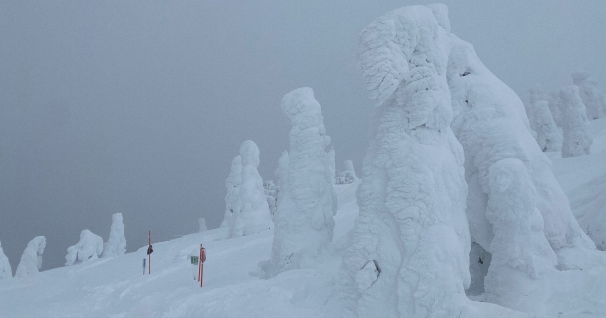 Formidable giant 'snow monsters' appear on trees on north Japan ...