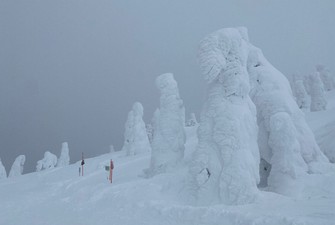 Formidable giant 'snow monsters' appear on trees on north Japan ...