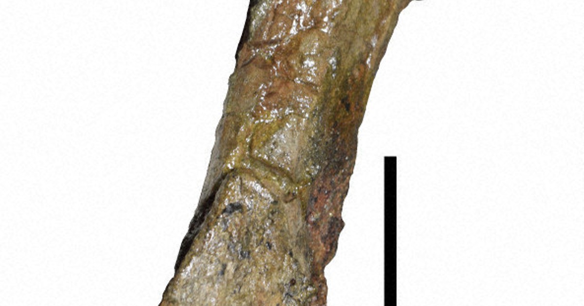 Fossil unearthed in Fukushima Pref. 40 yrs ago identified as part of ...