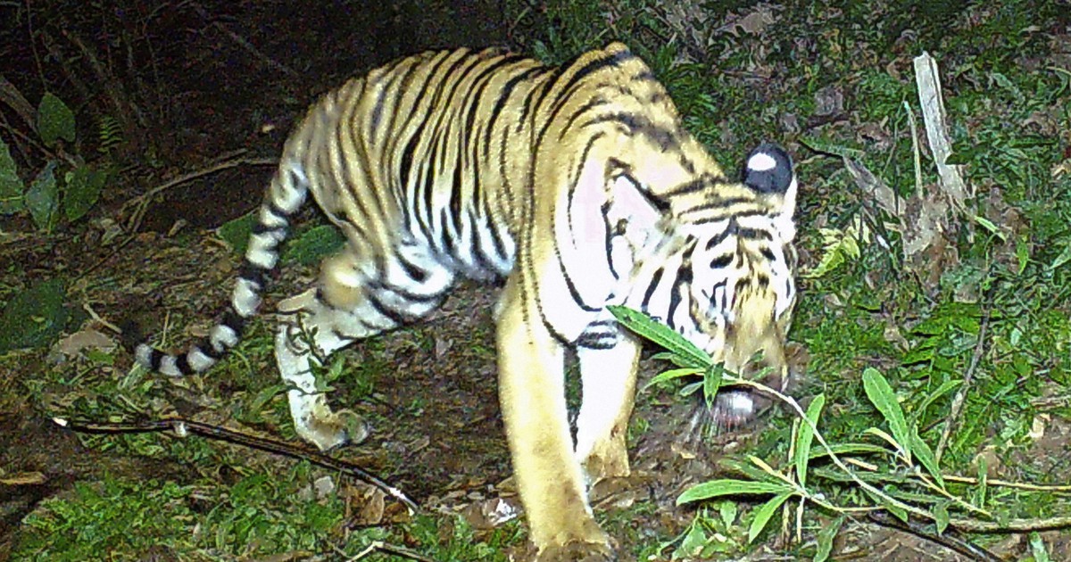 Thai wildlife group says tiger missing a leg needs help - The Mainichi