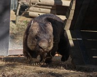 In Photos: Wombat at Osaka Pref. zoo certified as oldest in captivity ...