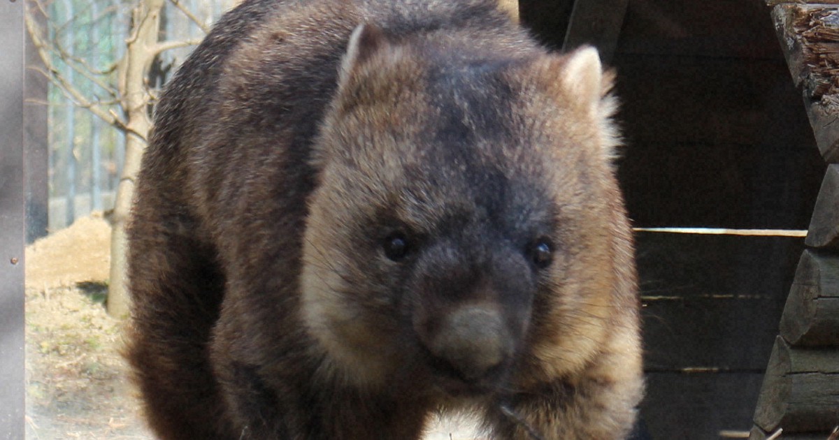 33-yr-old wombat at Osaka Pref. zoo certified as oldest ever in ...