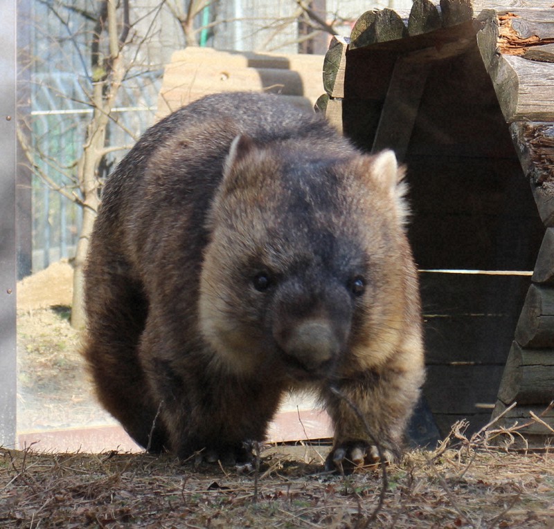 33-yr-old wombat at Osaka Pref. zoo certified as oldest ever in ...