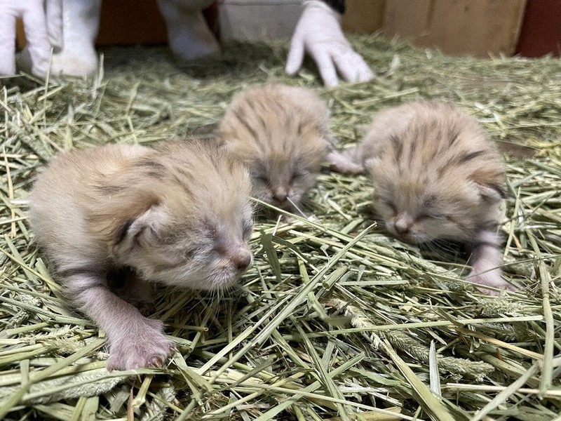 スナネコ赤ちゃん誕生 那須どうぶつ王国 ／栃木 | 毎日新聞