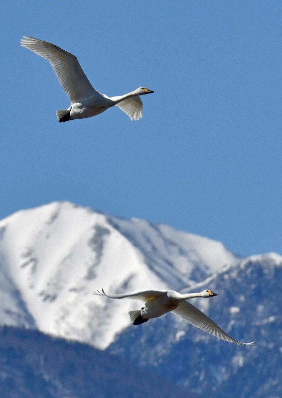 Tundra swans that spent winter in central Japan leave for Siberia 2 ...