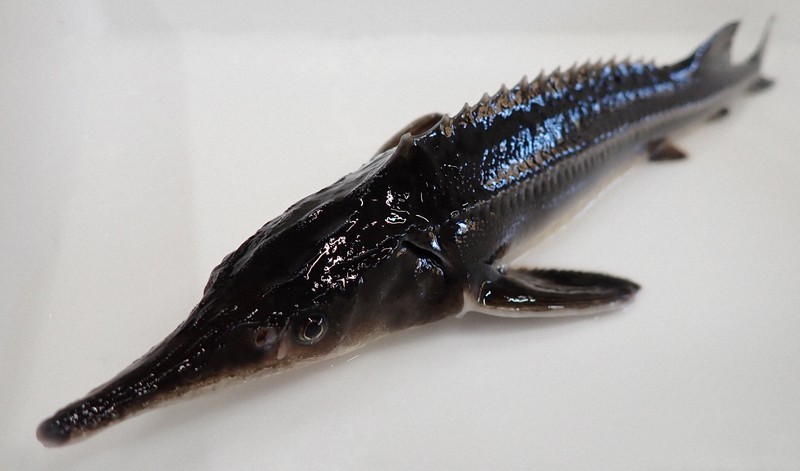 Japan researchers make sturgeon group 100% female, may lead to cheaper ...