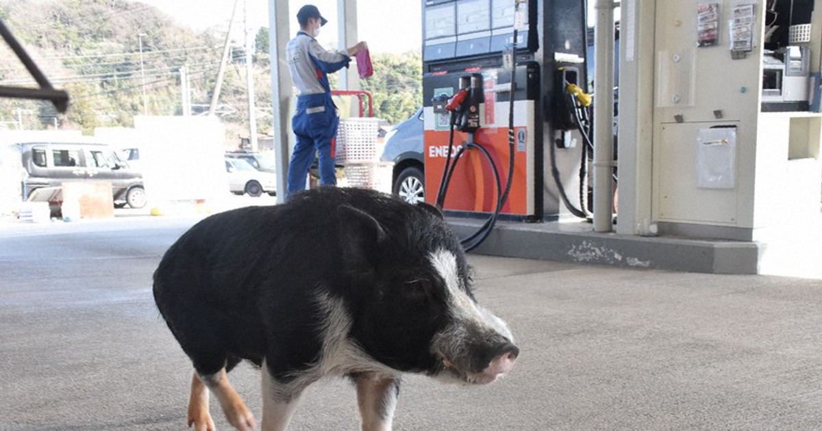 In Photos: Adorable 'poster pigs' at gas station in west Japan a huge ...