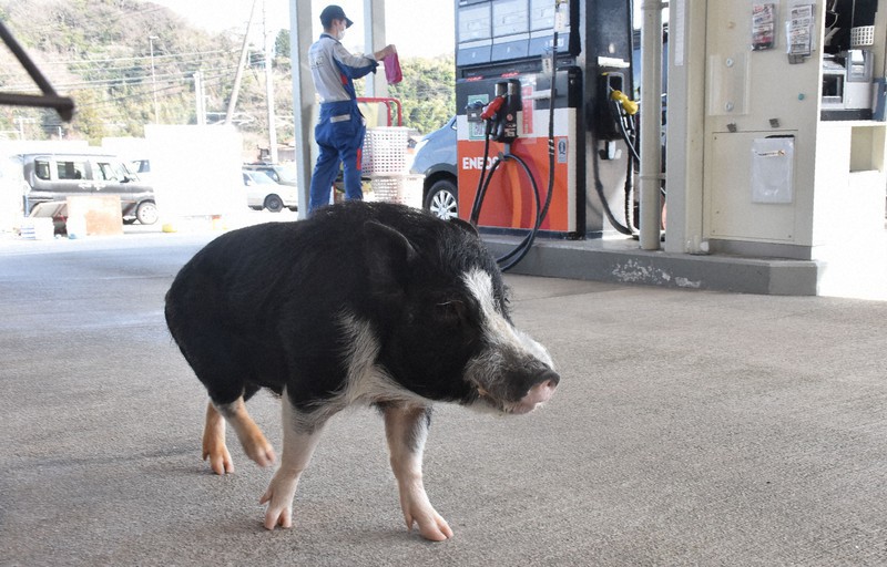 In Photos: Adorable 'poster pigs' at gas station in west Japan a huge ...