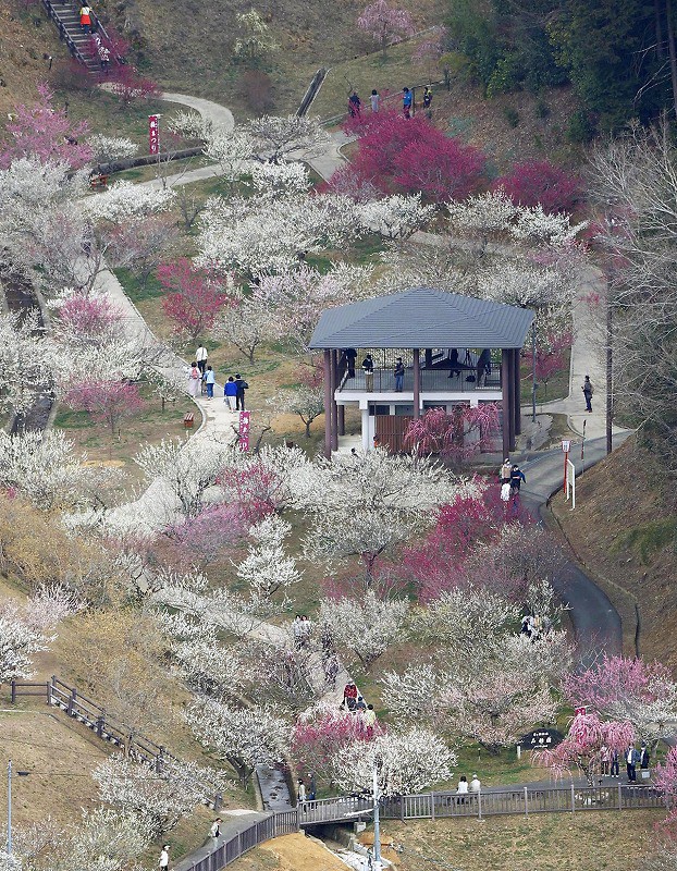 In Photos: 12,000 plum trees in full-flower in ancient capital Nara ...