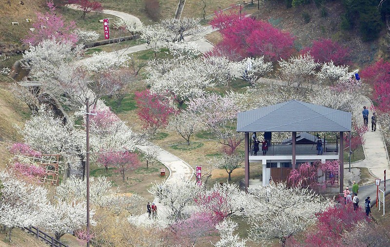In Photos: 12,000 plum trees in full-flower in ancient capital Nara ...
