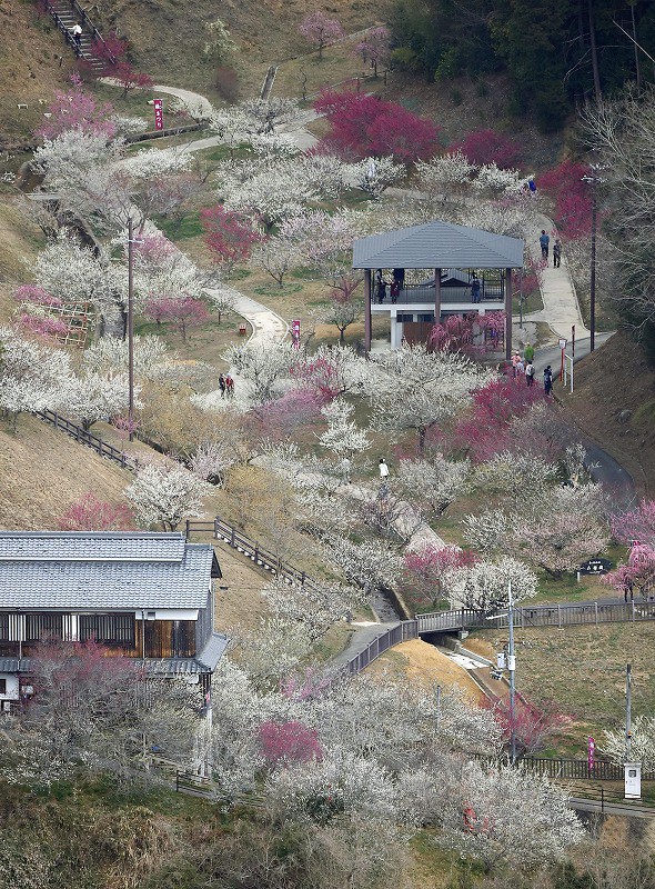 In Photos: 12,000 plum trees in full-flower in ancient capital Nara ...