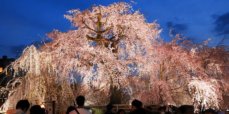 In Photos: Full-blooming 'Gion no Yozakura' weeping cherry tree lit up ...
