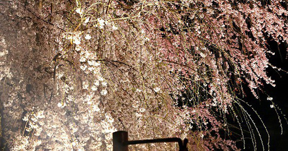 In Photos: Full-blooming 'Gion no Yozakura' weeping cherry tree lit up ...