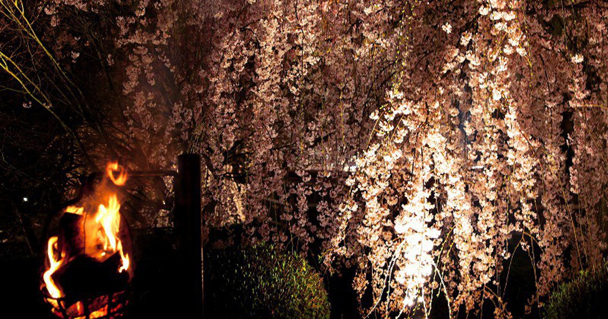 In Photos: Full-blooming 'Gion no Yozakura' weeping cherry tree lit up ...