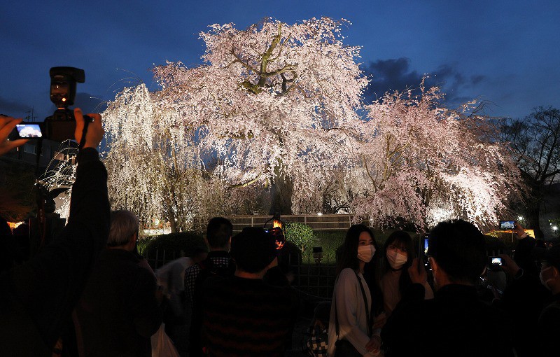 In Photos: Full-blooming 'Gion no Yozakura' weeping cherry tree lit up ...
