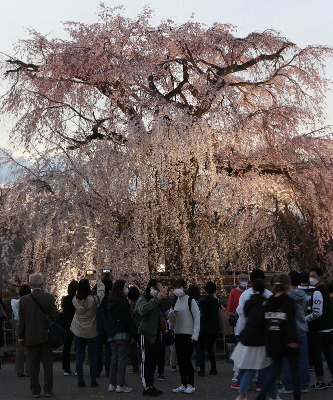 In Photos: Full-blooming 'Gion no Yozakura' weeping cherry tree lit up ...