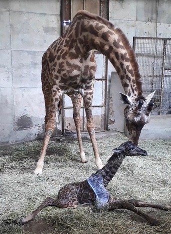 Masai giraffe born in Miyazaki, raising number at Japan's zoos to 8 ...
