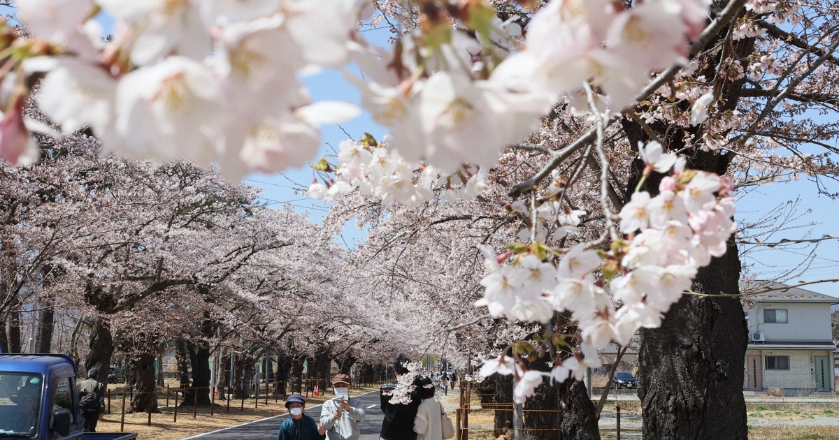 Cherry tree tunnel opens for 1st time in 12 years after Fukushima ...