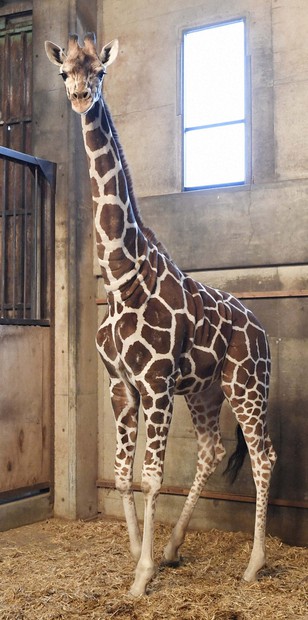 Young giraffe dies en route to safari park in north Japan - The Mainichi
