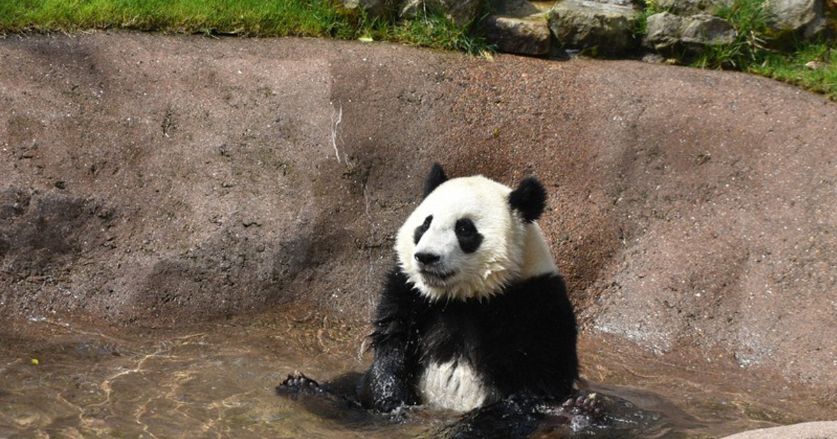 In Photos: Giant panda Fuhin plays at new home after solo debut at west ...