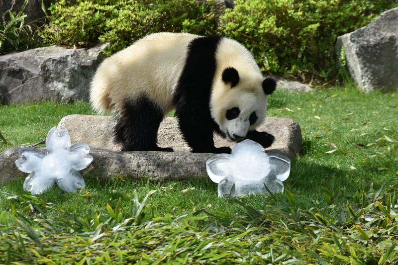 In Photos: Giant panda Fuhin plays at new home after solo debut at west ...