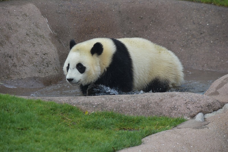 In Photos: Giant panda Fuhin plays at new home after solo debut at west ...