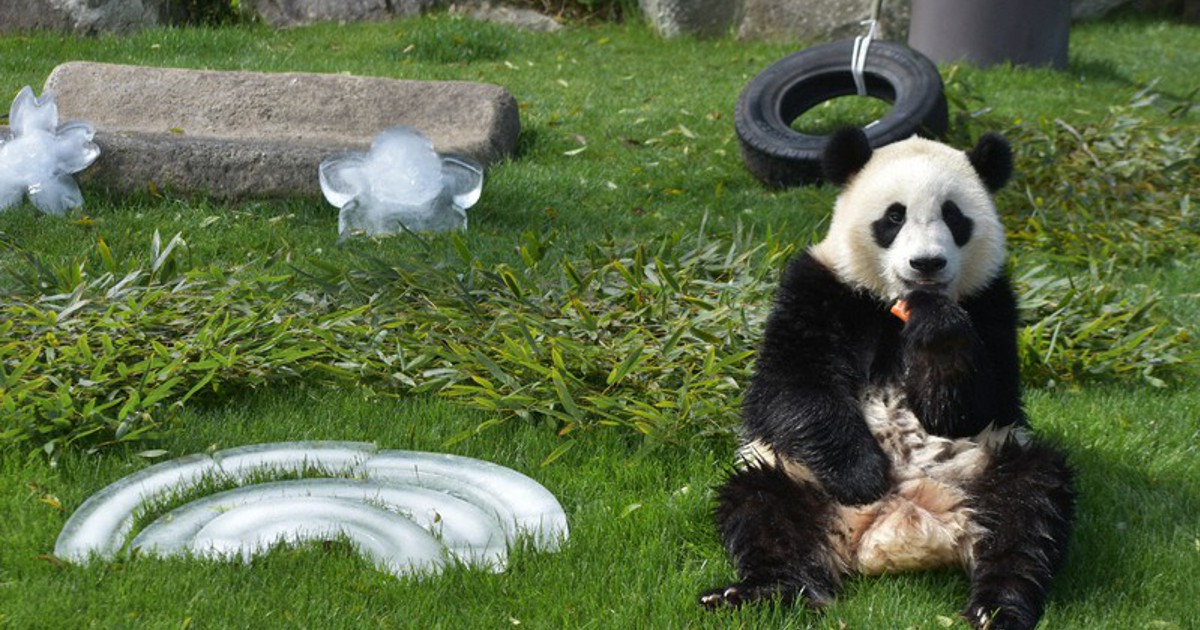 In Photos: Giant panda Fuhin plays at new home after solo debut at west ...