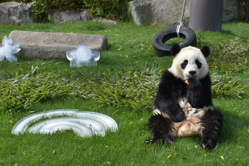 Giant panda Fuhin makes solo debut at west Japan zoo - The Mainichi