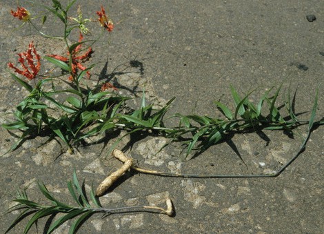 Man in Japan dies after eating yam-like poisonous gloriosa bulb - The ...