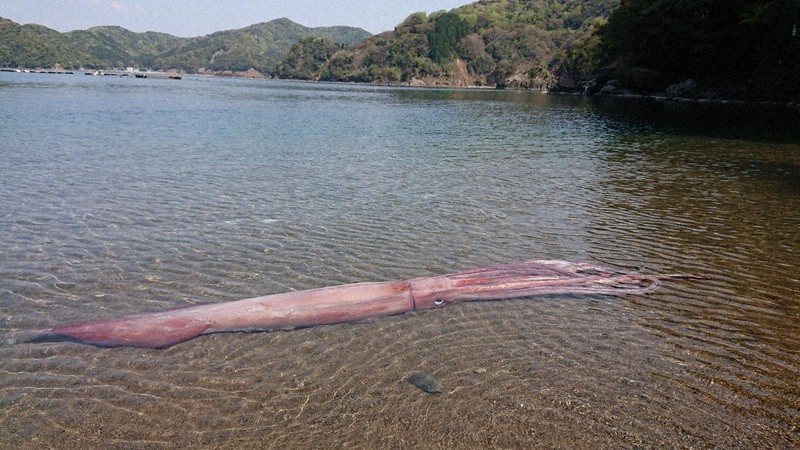 3-meter-long giant squid found stranded on Sea of Japan beach - The ...