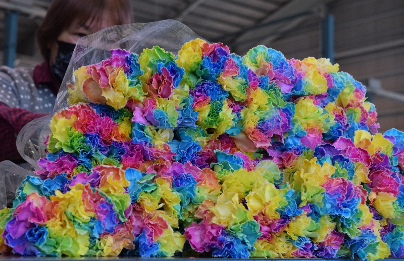 Japan Photo Journal: 'Rainbow carnation' shipments in full bloom ahead ...