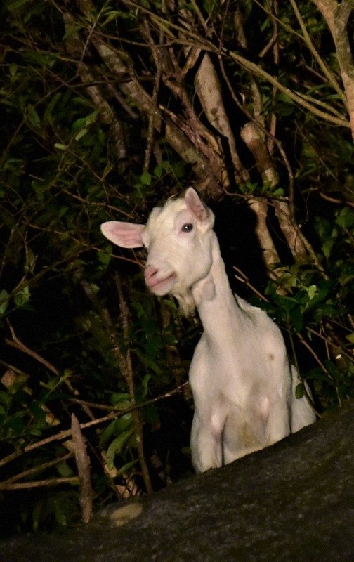 Rise in feral goats on Japan's Amami-Oshima Island a concern for ...