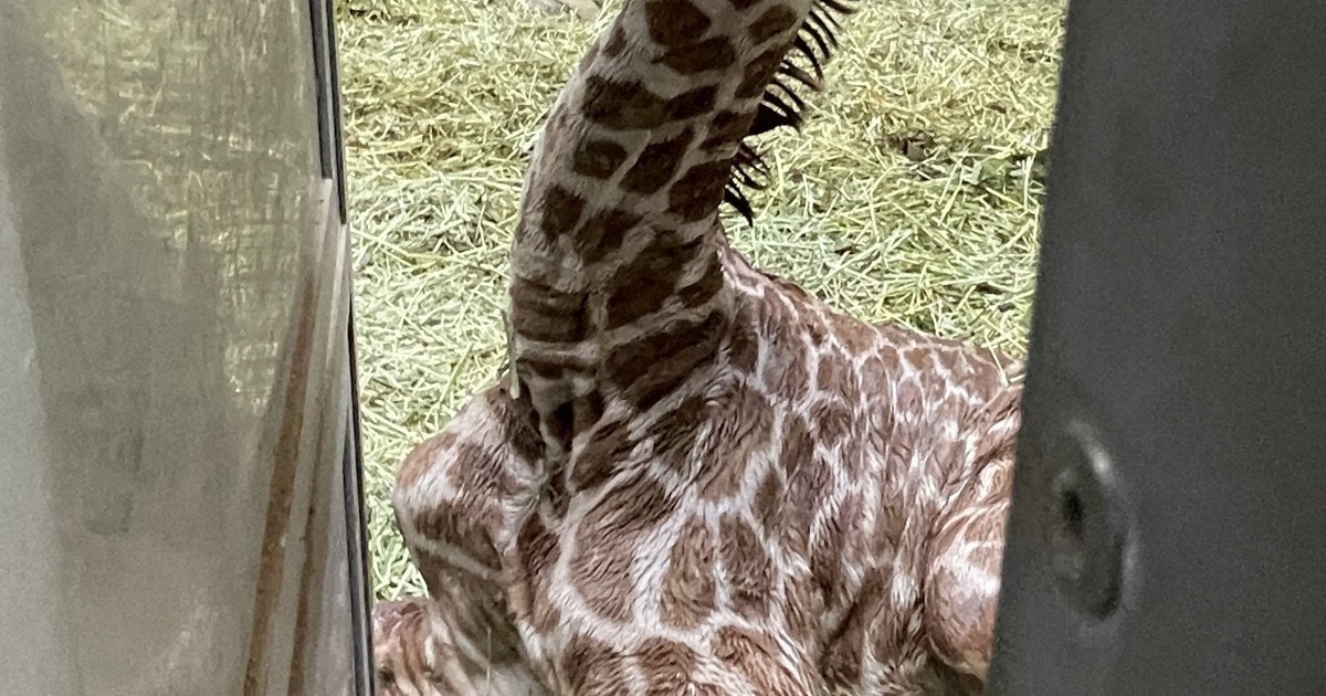 Baby giraffe dies at Osaka zoo 6 days after birth - The Mainichi
