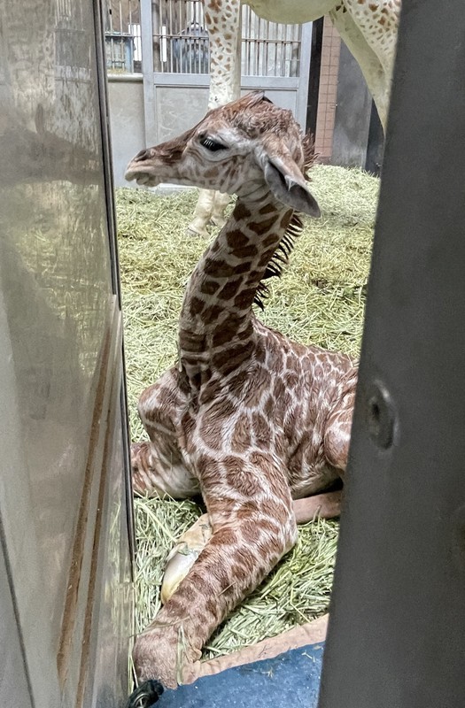 Baby giraffe dies at Osaka zoo 6 days after birth - The Mainichi