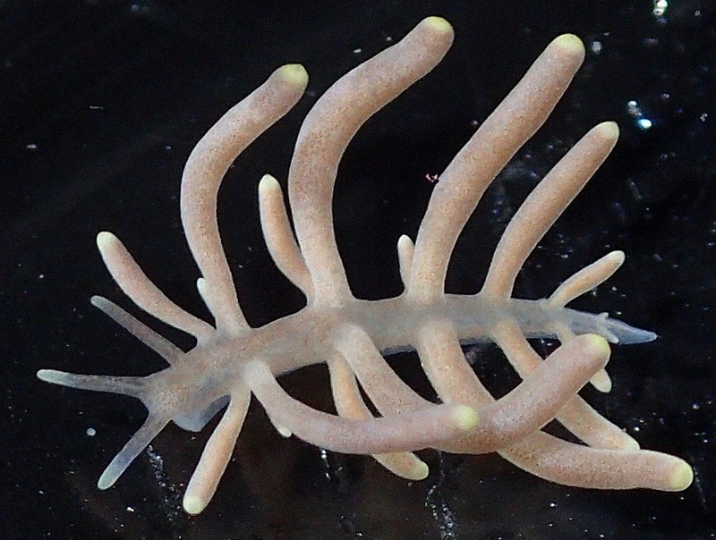 Kagoshima aquarium breeds Phyllodesmium briareum sea slug in Japan 1st ...