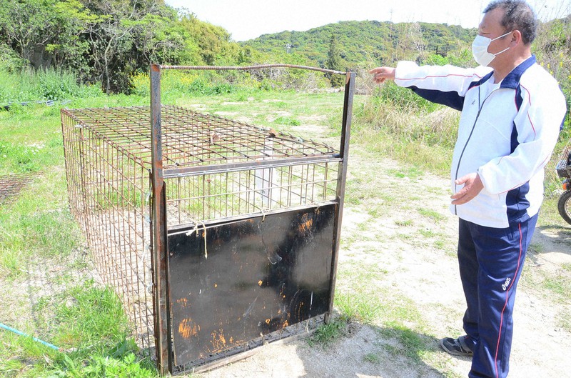 Wild boar population growing on remote Japanese islands as they master ...