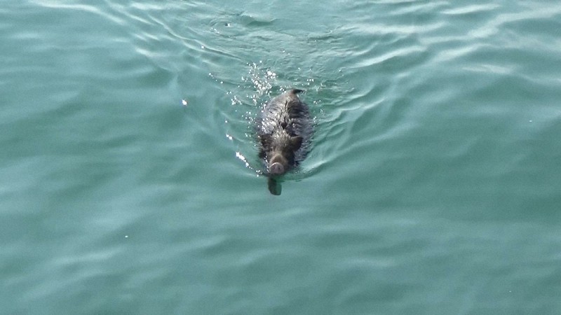 Wild boar population growing on remote Japanese islands as they master ...