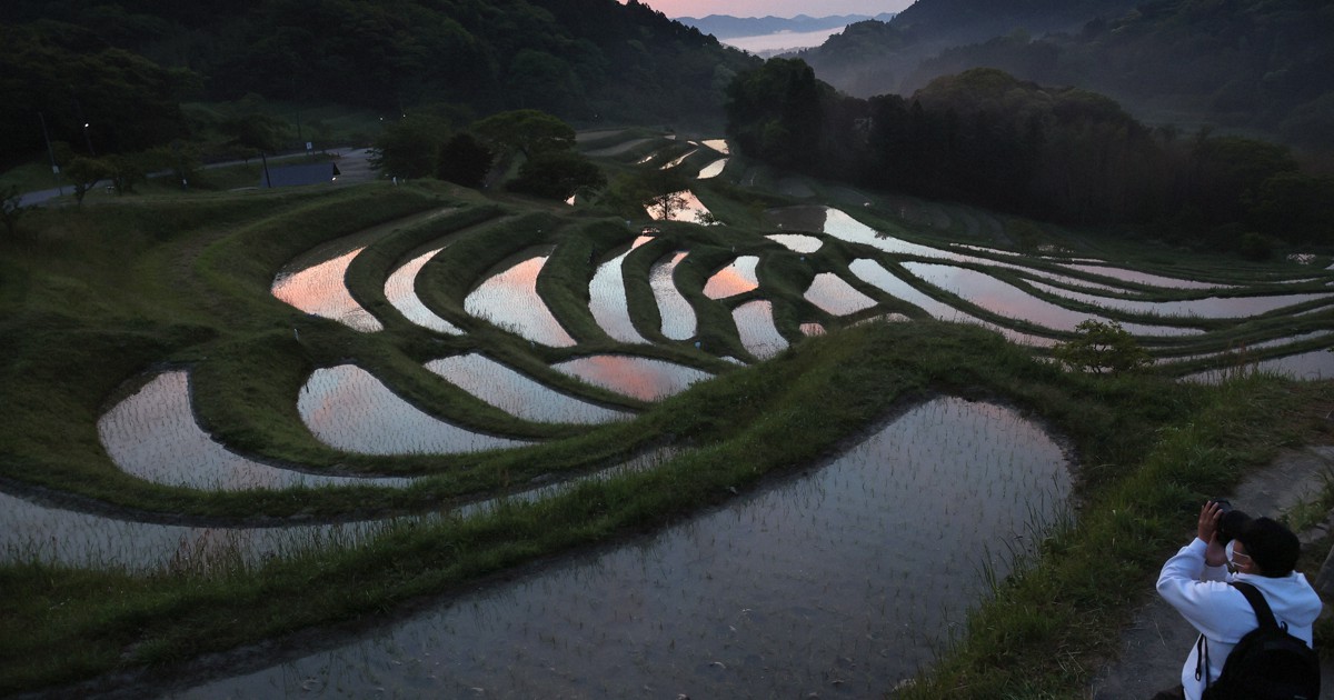 Japan Photo Journal: Water-filled rice terraces in Chiba Pref. reflect ...